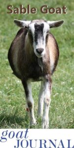 Sable Goat - Breed Profile - Goat Journal